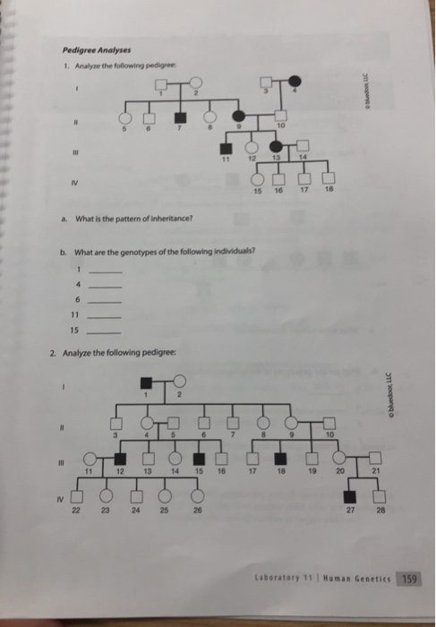 Solved Pedigree Analyses 1. Analyze the following pedigree: | Chegg.com