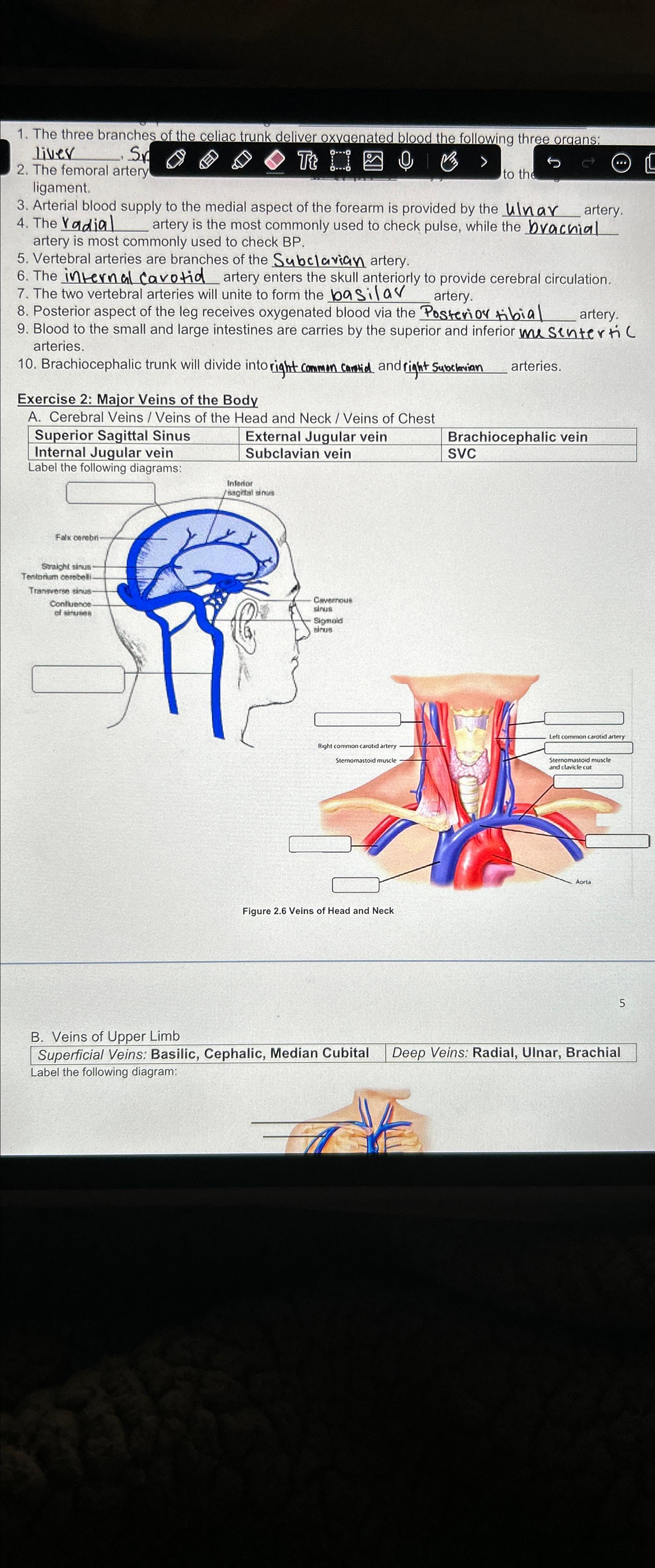 Solved The three branches of the celiac trunk deliver | Chegg.com