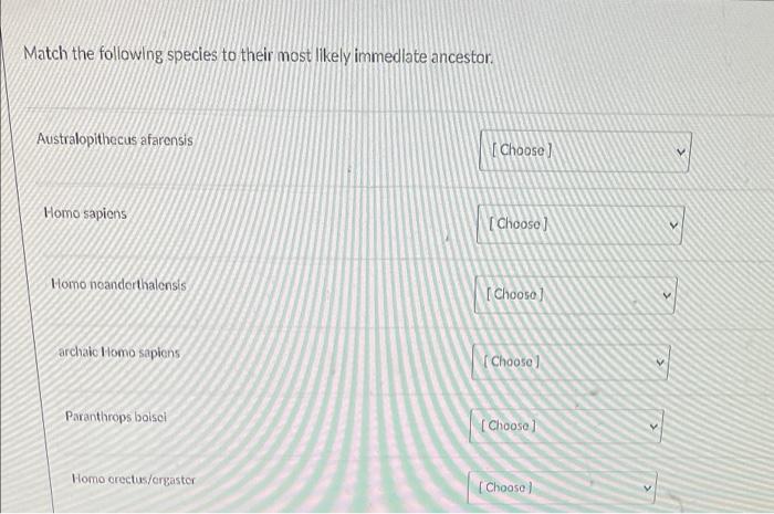 Who is/are the closest relatives of the Lorisoidea? | Chegg.com