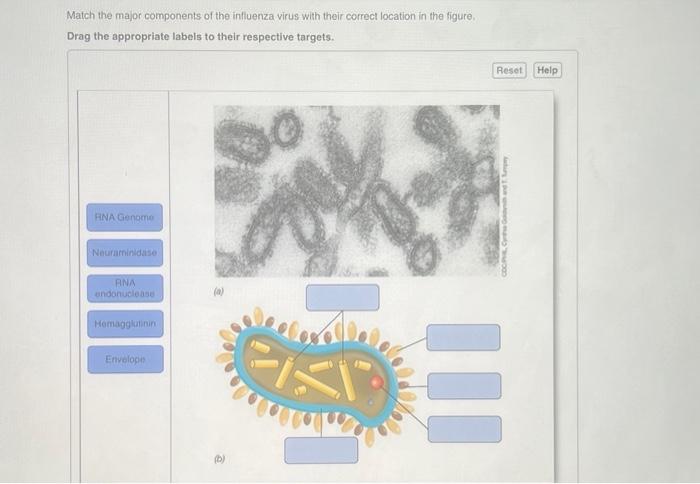 Solved Match the major components of the influenza virus | Chegg.com