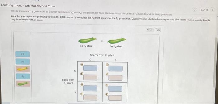 Solved Learning through Art: Monohybrid Cross 14 of 10 poos | Chegg.com