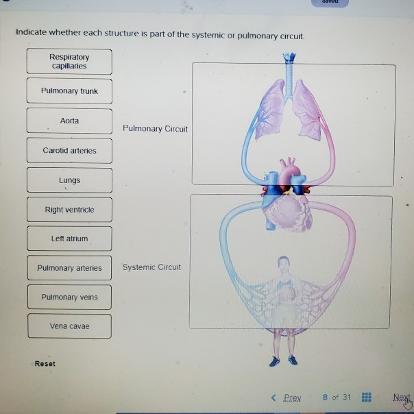Solved Indicate whether each structure is part of the | Chegg.com