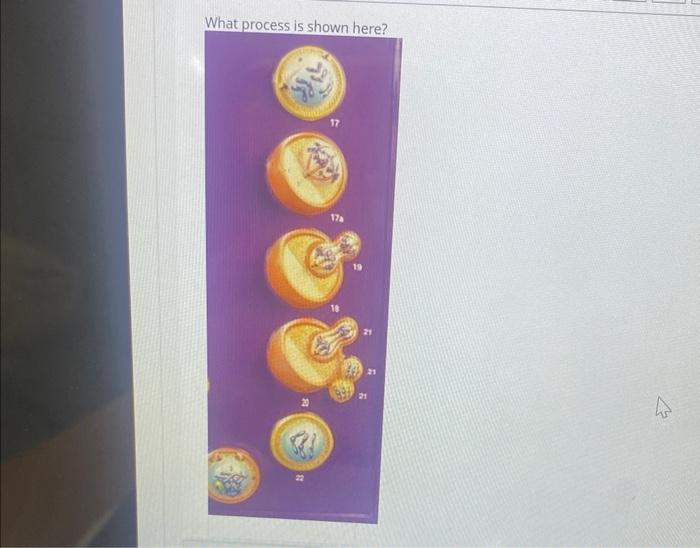 Solved Match the following structures to the correct label | Chegg.com