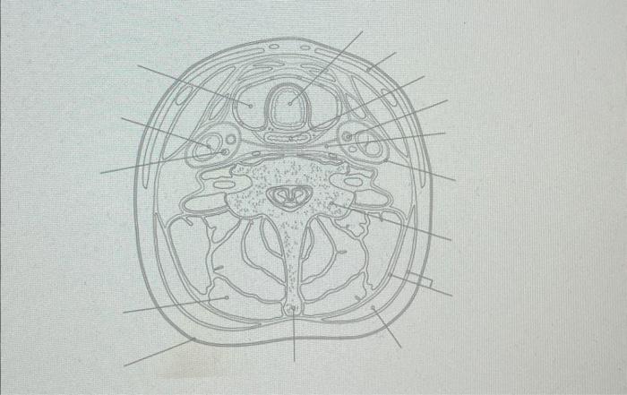 Solved help me label and be organized. gross anatomy | Chegg.com