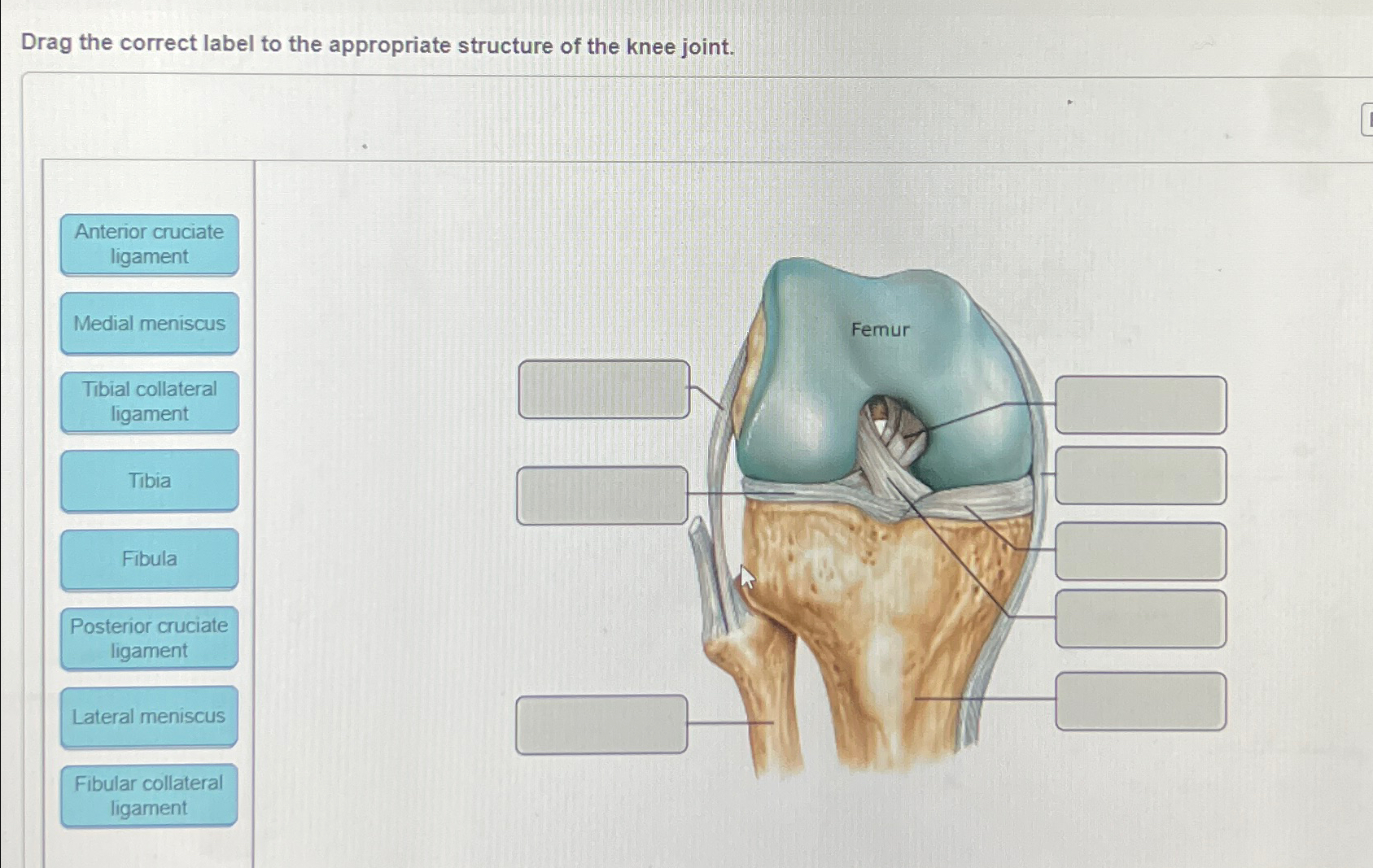 Solved Drag the correct label to the appropriate structure | Chegg.com