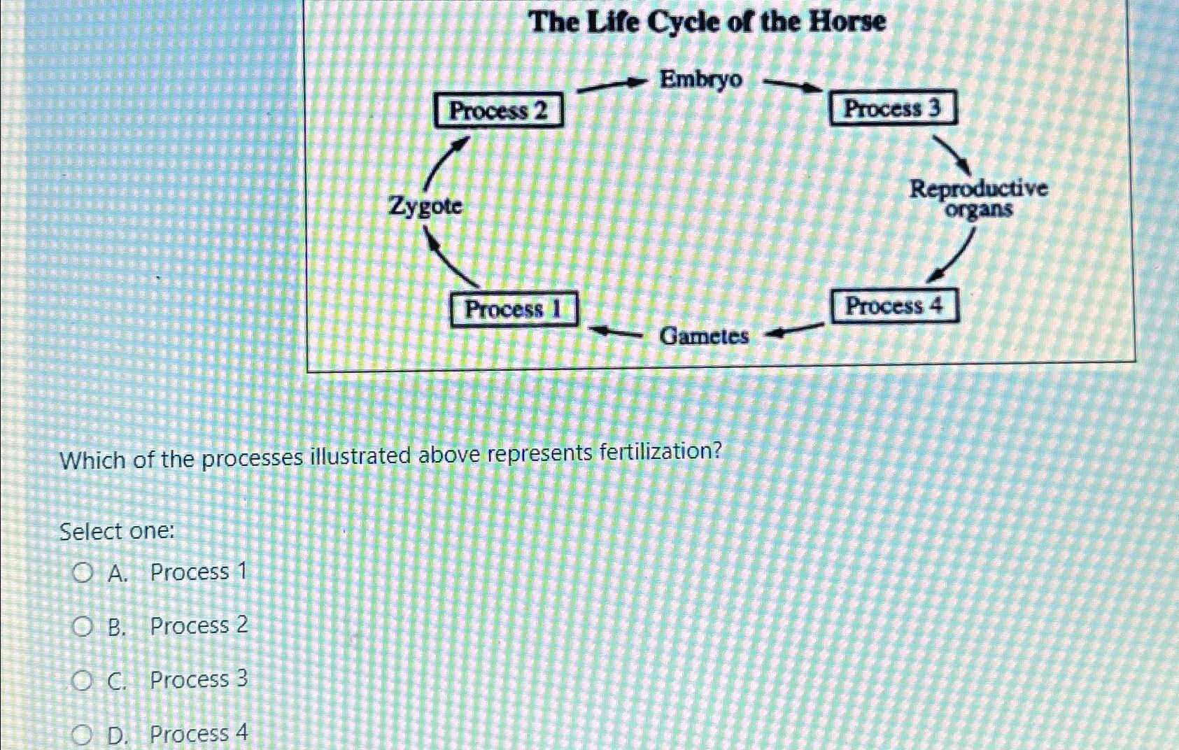 Solved The Life Cycle of the HorseProcess 2 ﻿Process 3Which | Chegg.com