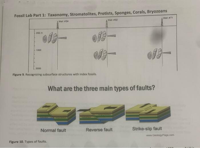 Fossil Lab Part 1: Taxonomy, Stromatolites, Protists, | Chegg.com