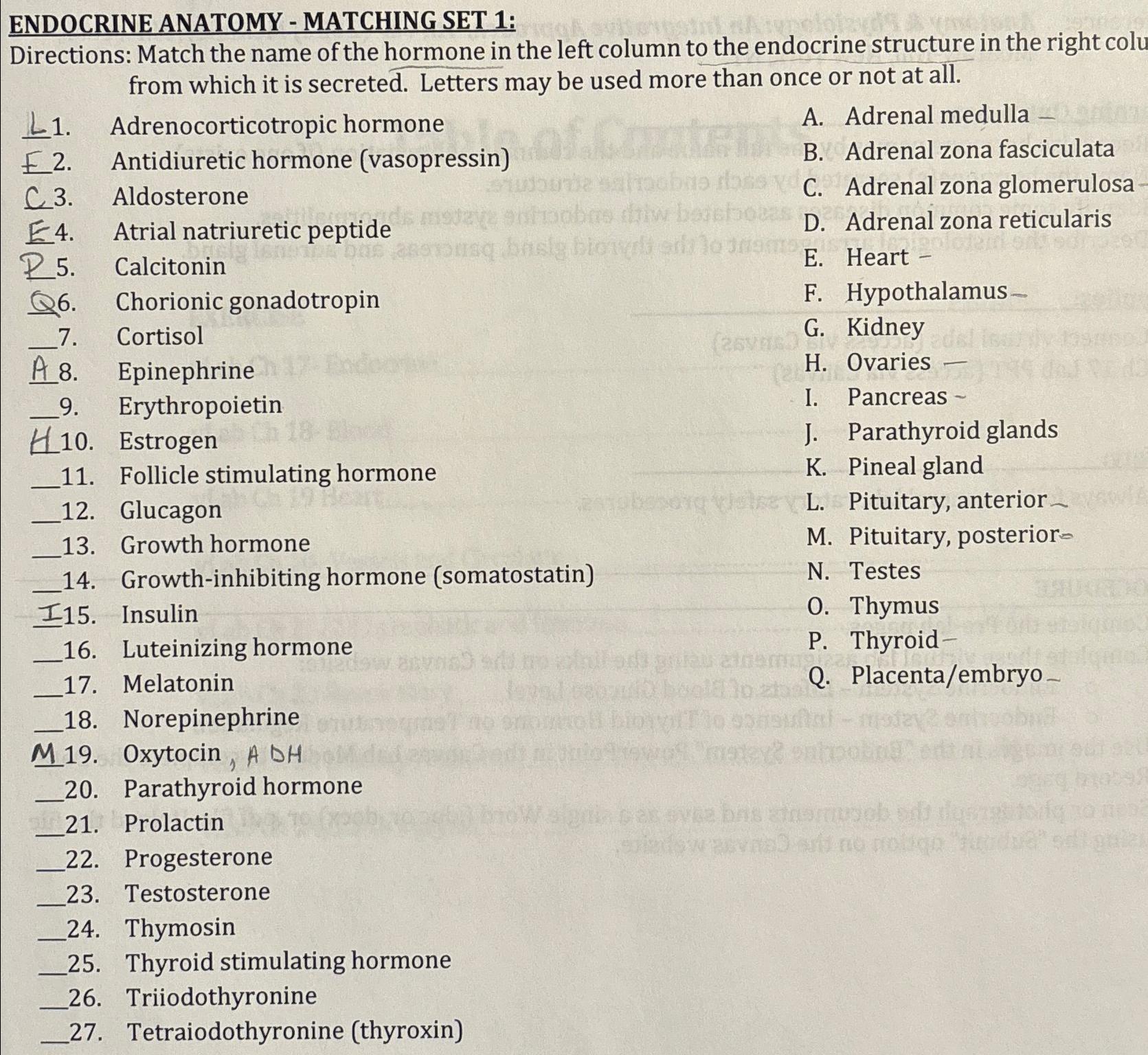 Solved ENDOCRINE ANATOMY - ﻿MATCHING SET 1:Directions: Match | Chegg.com