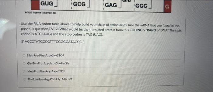 Solved Use the RNA codon table above to help build your | Chegg.com