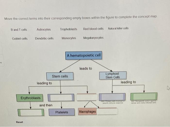 Solved Move the correct terms into their corresponding empty | Chegg.com