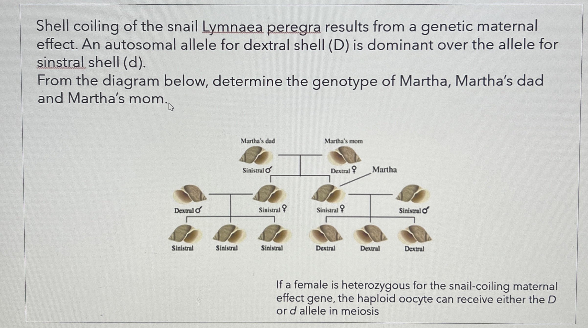 Solved Shell coiling of the snail Lymnaea peregra results | Chegg.com