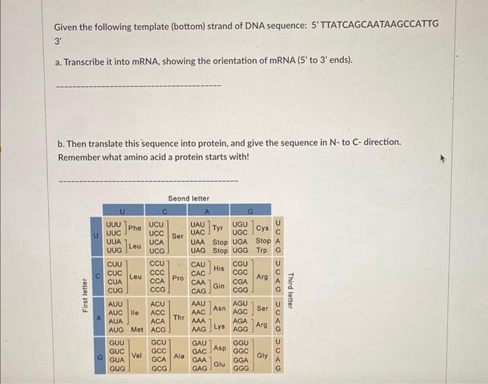 Solved Given the following template (bottom) strand of DNA | Chegg.com
