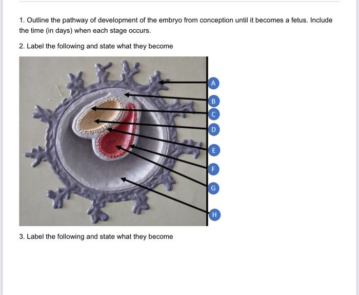 Solved 1. Outline the pathway of development of the embryo | Chegg.com