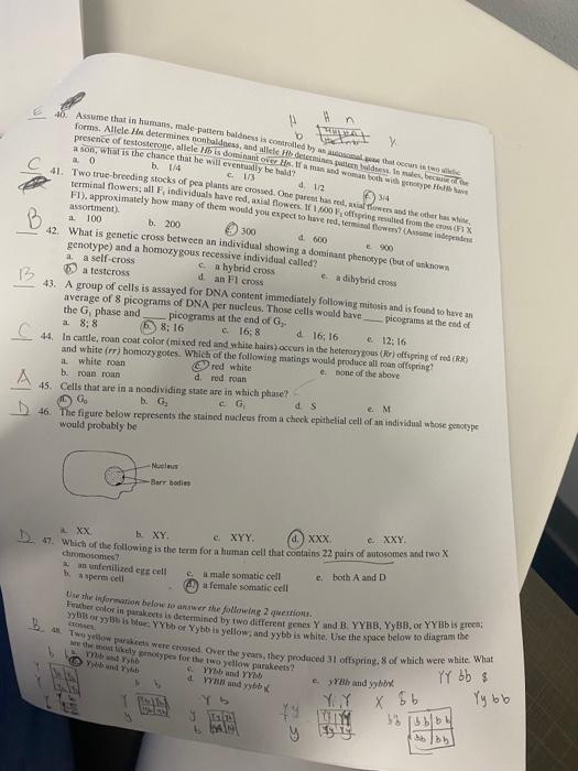 Solved a 0 B forms. Allele. An determines tomadas, and alle | Chegg.com