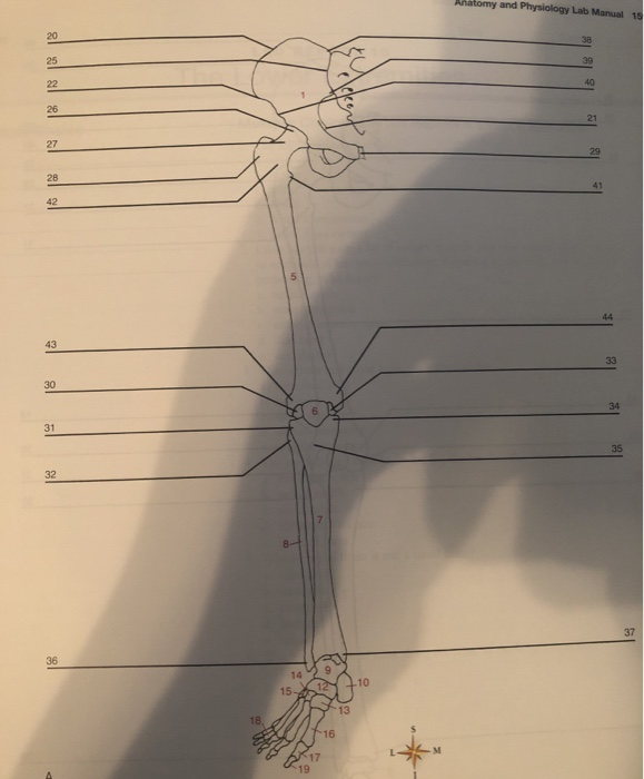 Solved Anatomy And Physiology Lab Manual 18 20 38 25 39 22 Chegg solved-anatomy-and-physiology-lab-manual-18-20-38-25-39-22-chegg