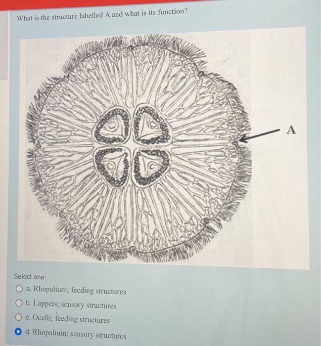 Solved What is the structure labelled A and what is its | Chegg.com