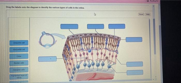 Solved drag the labels onto the diagram to identify the | Chegg.com