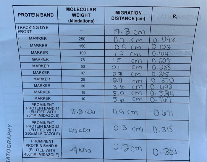 PROTEIN BAND MOLECULAR WEIGHT (kilodaltons) MIGRATION | Chegg.com