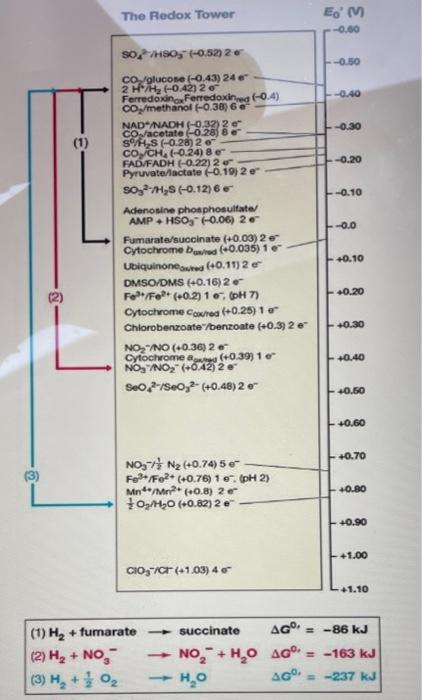 Solved The Redox Tower E' (W -0.60 30/50- -0.52) 26 -0.50 | Chegg.com