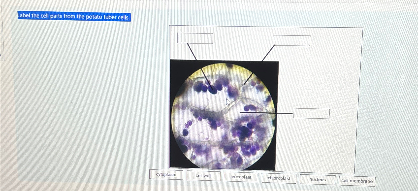 Solved Label the cell parts from the potato tuber cells. | Chegg.com