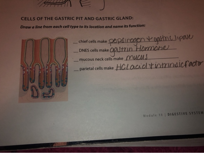 Solved CELLS OF THE GASTRIC PIT AND GASTRIC GLAND: Draw a | Chegg.com