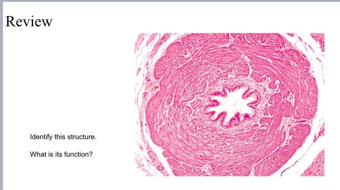Solved Review Identify this structure. What is its function? | Chegg.com