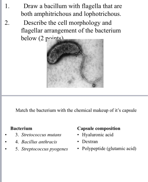 Solved 1. 2. Draw a bacillum with flagella that are both | Chegg.com