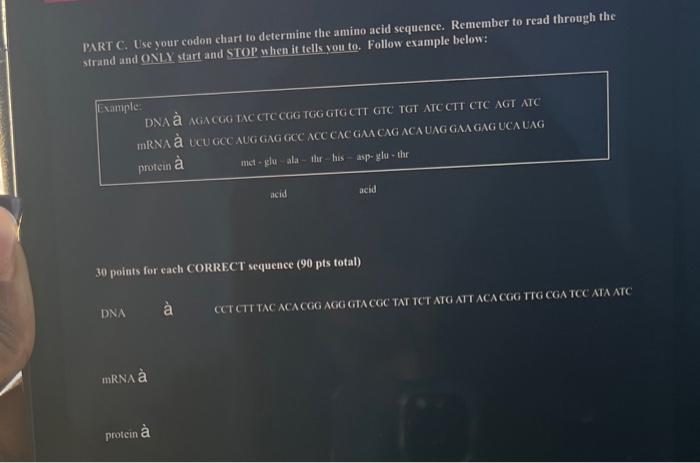 Solved PNRT C. Use your codon chart to determine the amino | Chegg.com