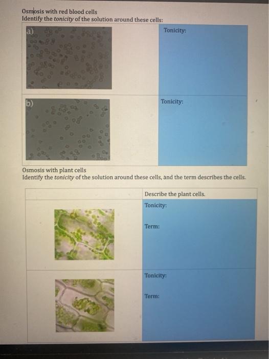 Solved Osmosis with red blood cells Identify the tonicity of | Chegg.com
