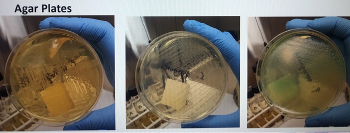 Observations and Results 1. Nutrient Agar Slants | Chegg.com