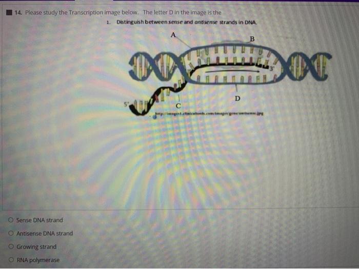 Solved 16. Please study the Transcription image below. The | Chegg.com