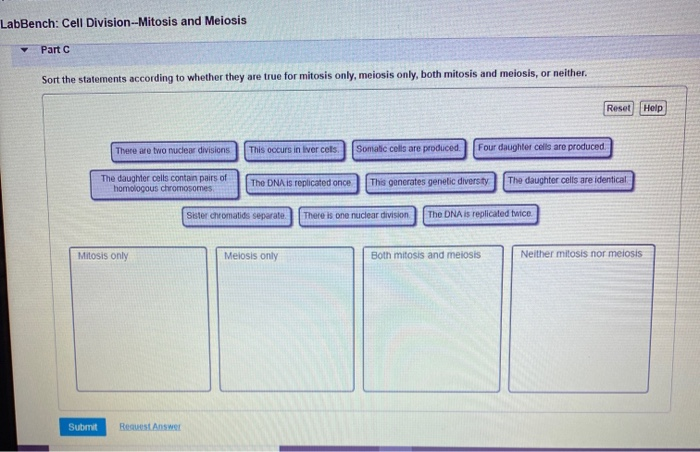 Solved LabBench: Cell Division--Mitosis and Meiosis Part C | Chegg.com