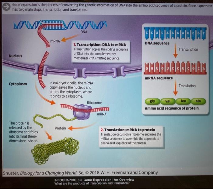 Solved Gene expression is the process of converting the | Chegg.com