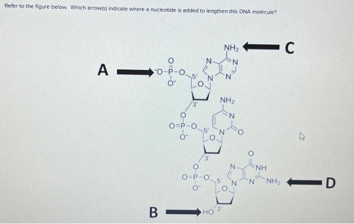 Solved Refer to the figure below. Which arrow(s) indicate | Chegg.com