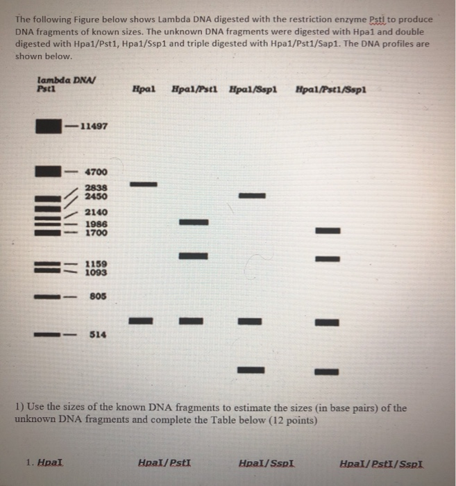 Solved The following Figure below shows Lambda DNA digested | Chegg.com