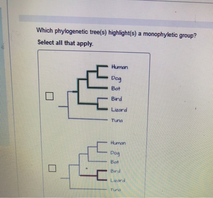 Solved Which phylogenetic tree(s) highlight(s) a | Chegg.com