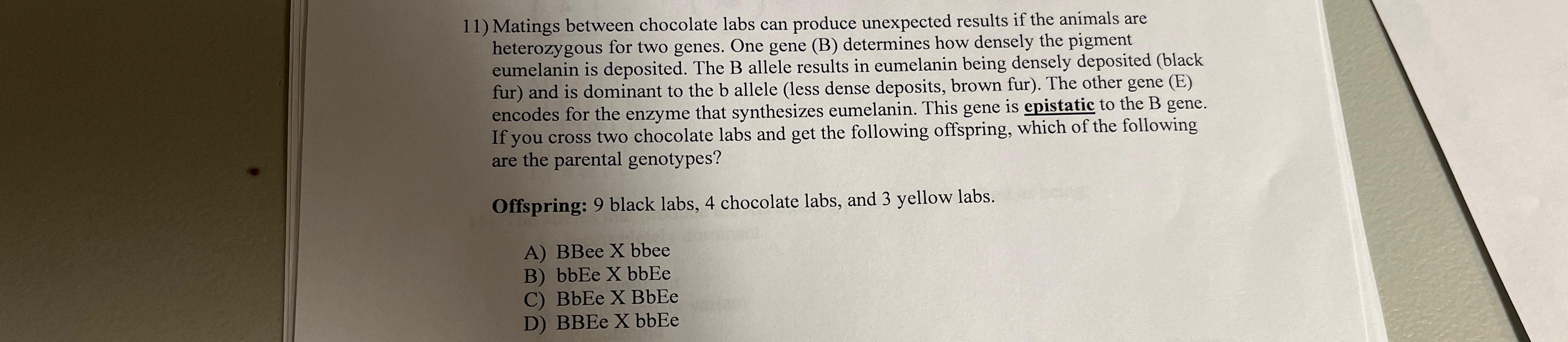 Solved Matings between chocolate labs can produce unexpected | Chegg.com