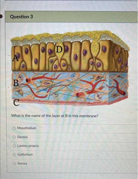 Solved What is the name of the layer at B in this membrane? | Chegg.com