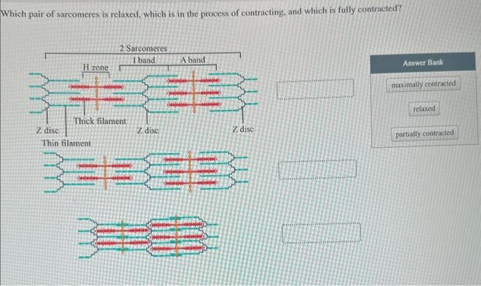 Solved Which pair of sacromeres is relaxed, which is in the | Chegg.com