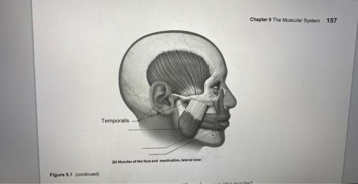 Solved Identify It: Muscles of the Head Identify and | Chegg.com