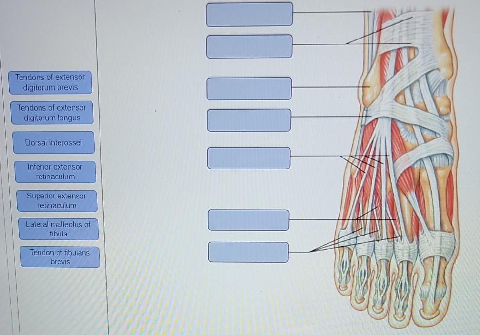 Solved Tendon of extensor hallucis brevis Extensor hallucis | Chegg.com