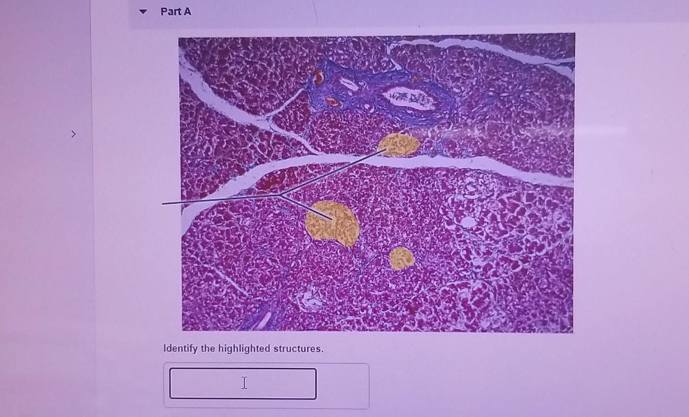 Solved Part A Identify the highlighted structures. I | Chegg.com
