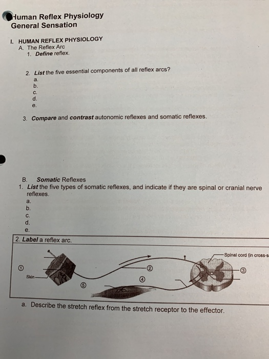 Solved Human Reflex Physiology General Sensation I. HUMAN | Chegg.com