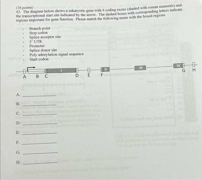 Solved (16 points) 42. The diagram below shows a eukaryotic | Chegg.com