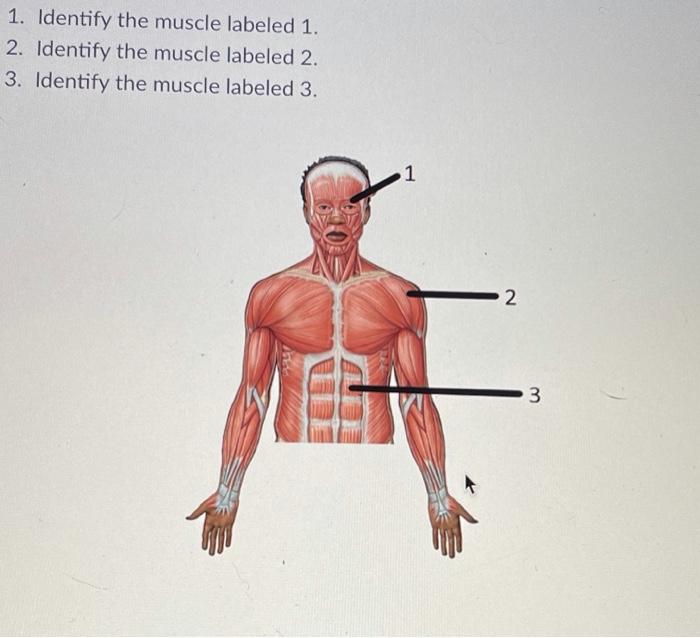 Solved 1. Identify the muscle labeled 1. 2. Identify the | Chegg.com