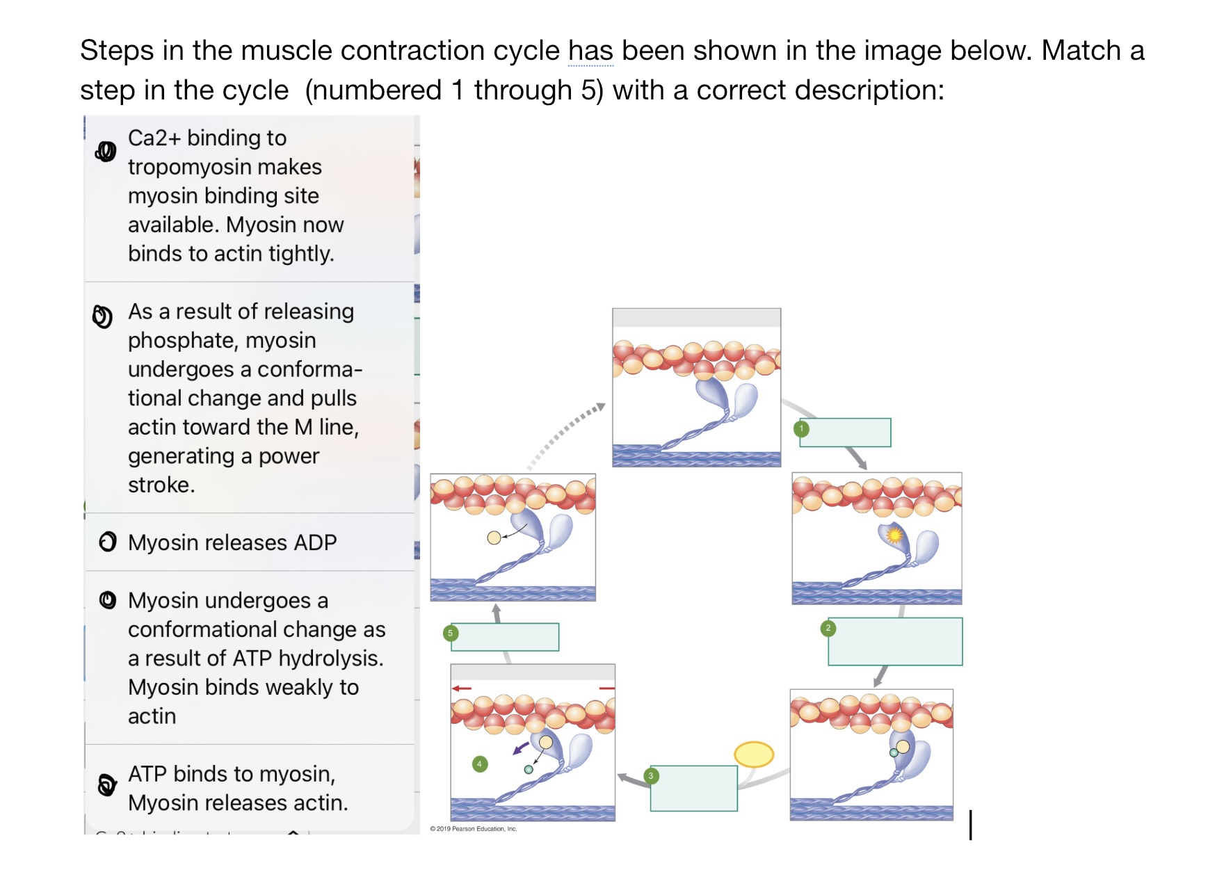 Solved tSteps in the muscle contraction cycle has been shown | Chegg.com