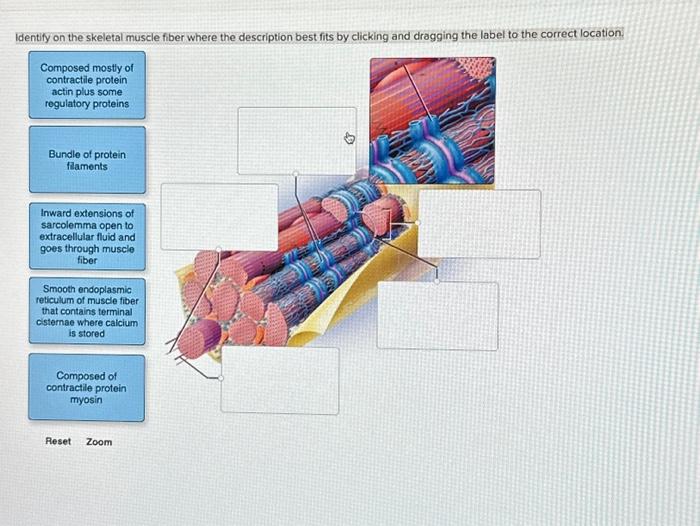 Solved Identify on the skeletal muscle fiber where the | Chegg.com