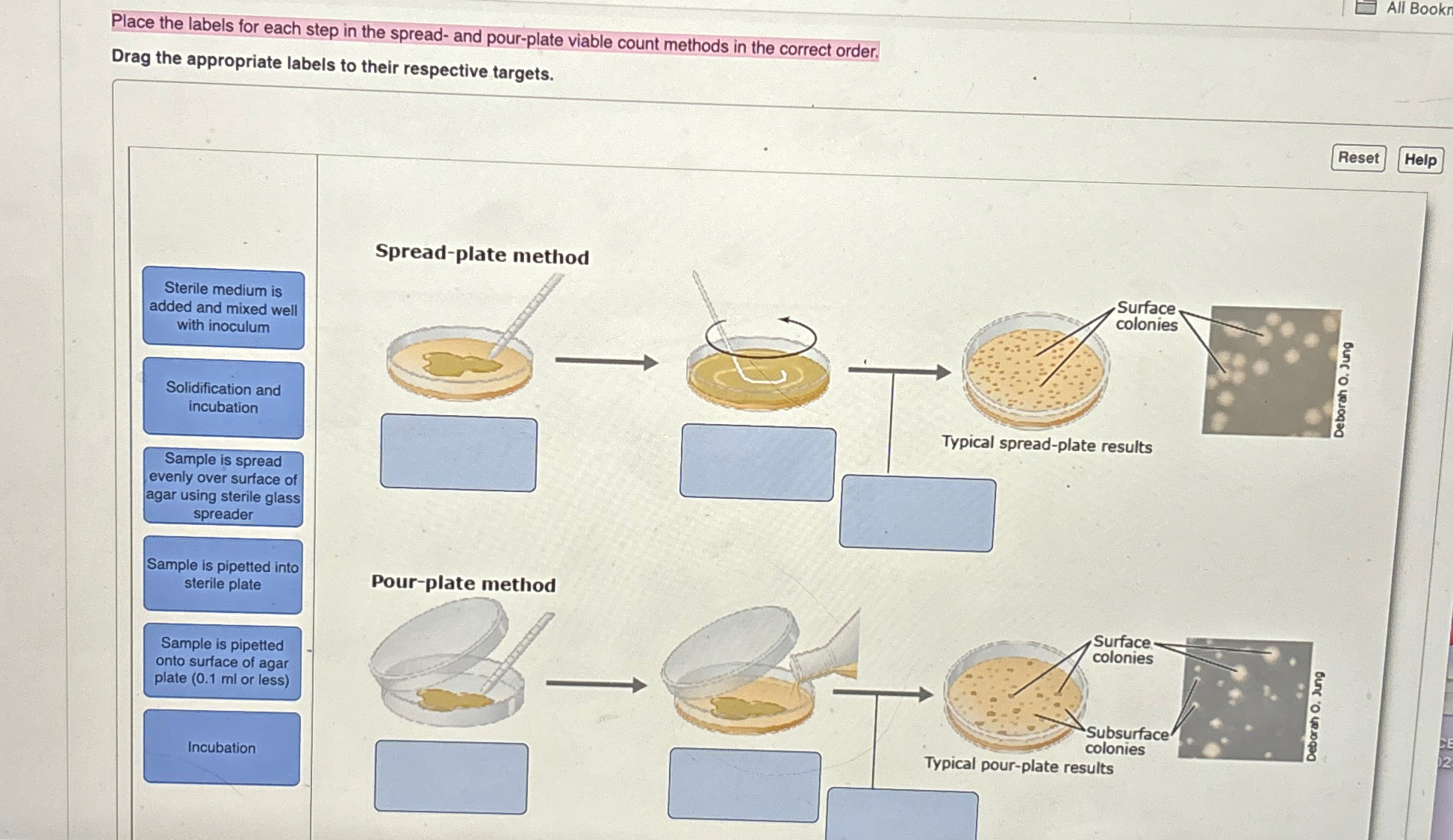 Solved All BooknPlace the labels for each step in the | Chegg.com