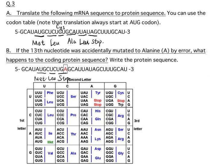 Solved Q.3 A. Translate the following mRNA sequence to | Chegg.com