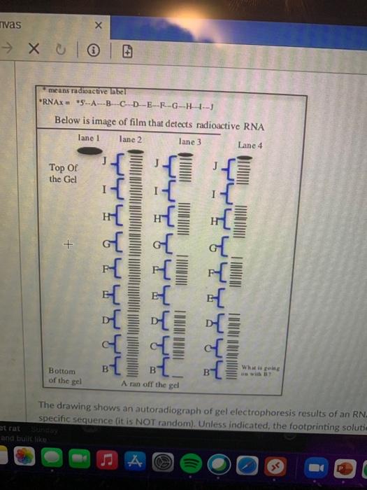 the drawing shows an autoradiograph pf gel | Chegg.com
